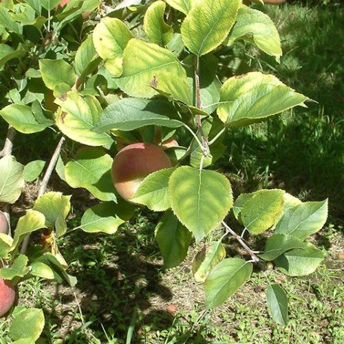 Diamond K Gypsum | Magnesium Can Improve Disease Resistance and Crop ...